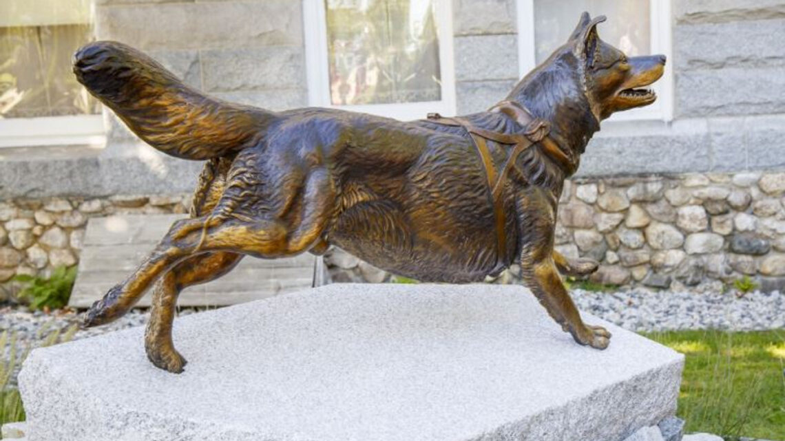 Togo the Sled Dog – Poland Spring Preservation Society